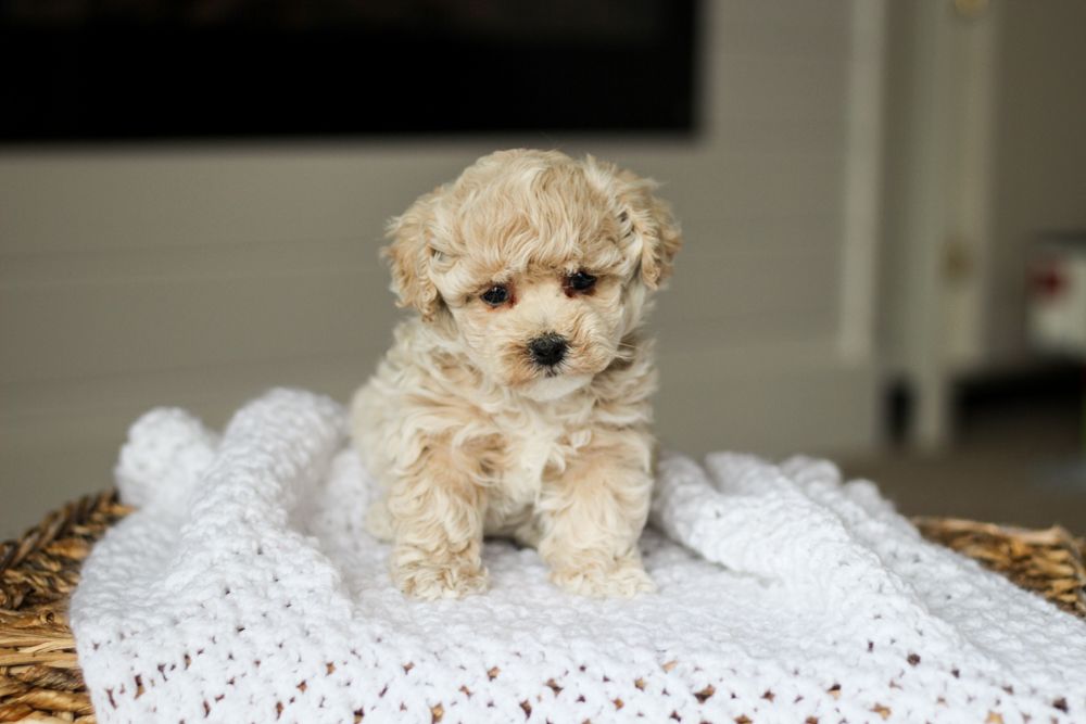 Shihpoo Puppy AlbumI Shih poo Puppies for sale I Shihpoo