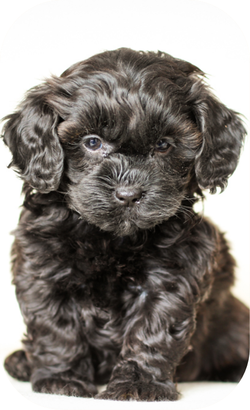 Poochon, Maltipoo, Shihpoo Puppies for Sale