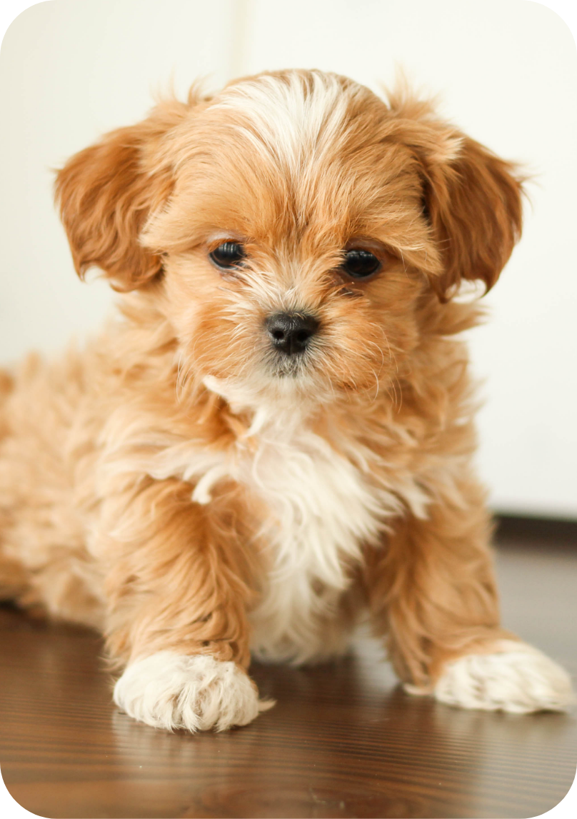 Shihpoo Puppy Album I Shihpoo puppies I Teddybear Puppies