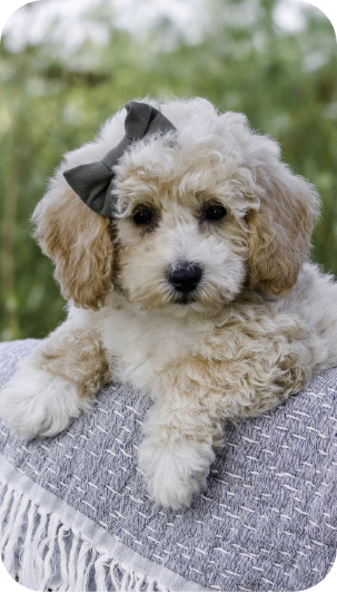 Poochon, Maltipoo, Shihpoo Puppies for Sale