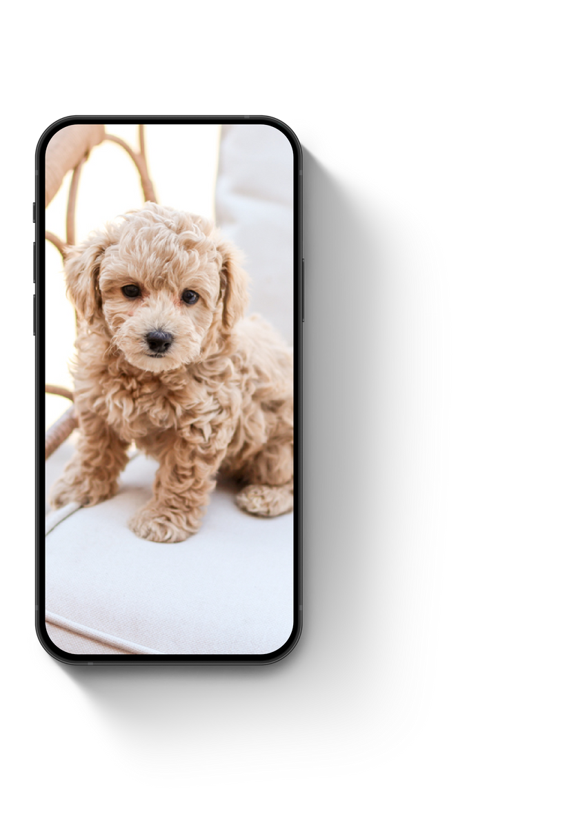 Poochon Maltipoo Shihpoo Puppies For Sale