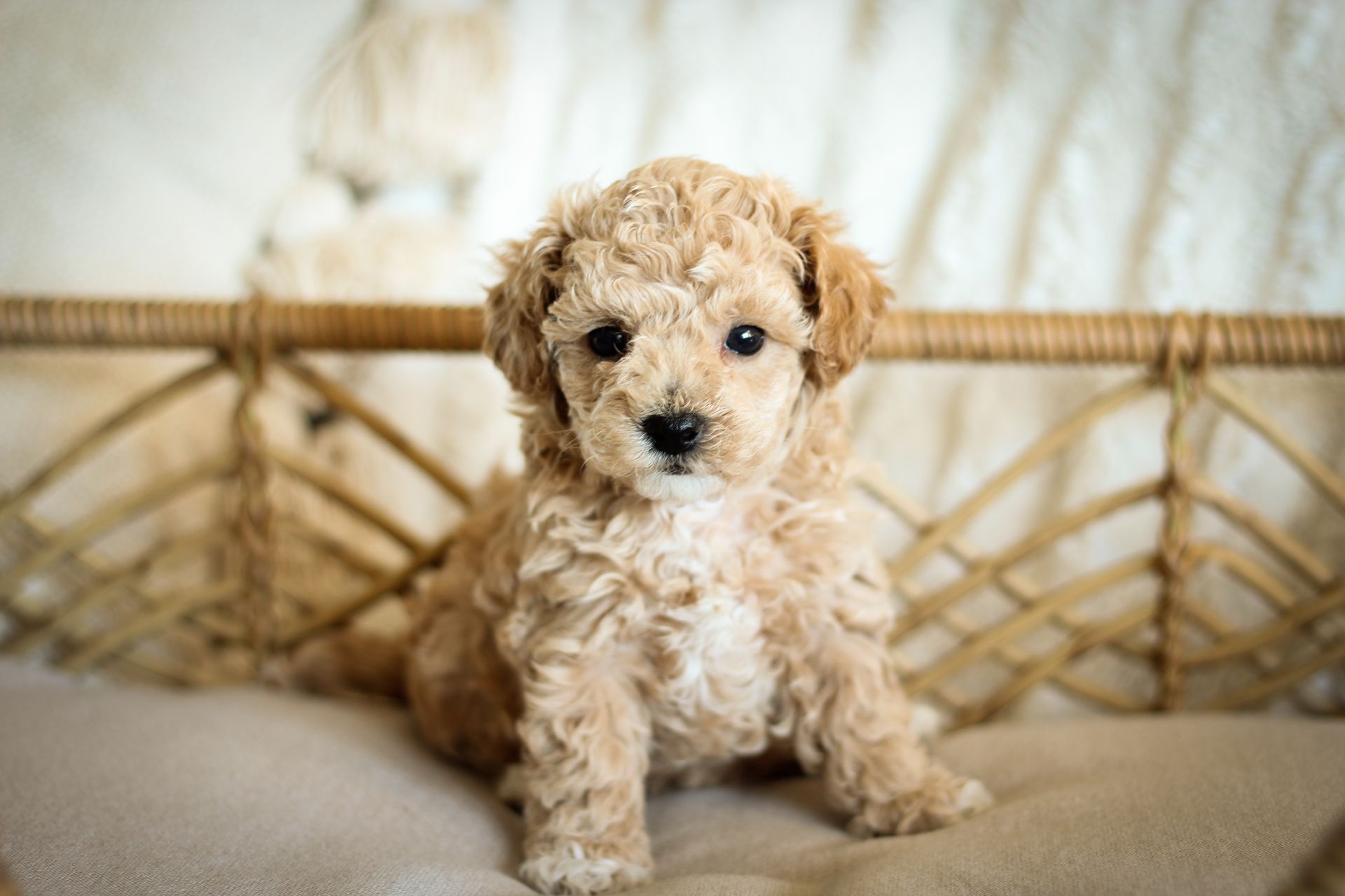 Shihpoo Puppy AlbumI Shih poo Puppies for sale I Shihpoo