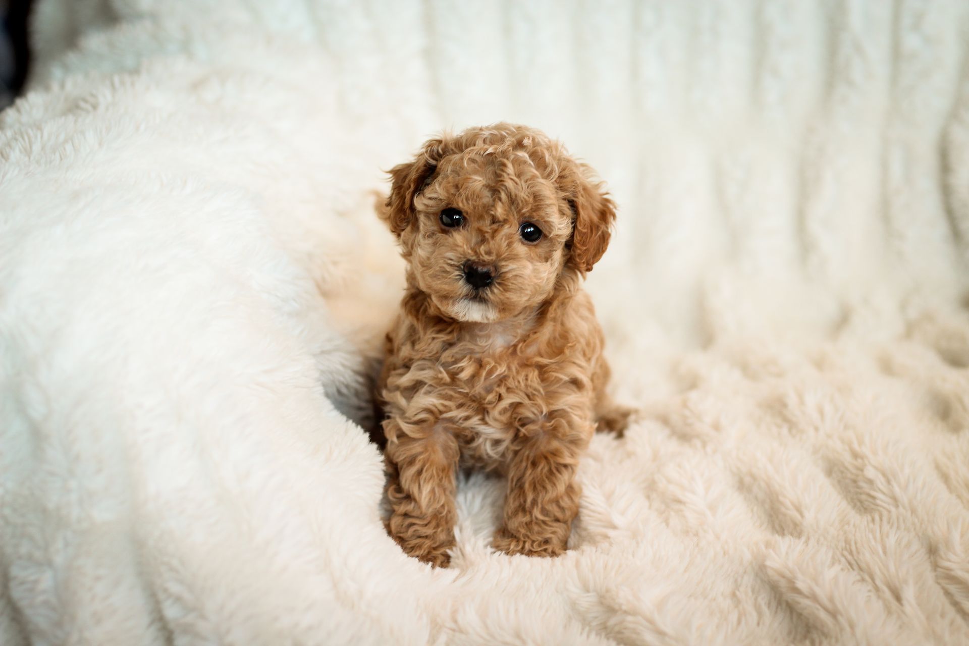 Brick House Puppies | Poochon | Poochon Puppies