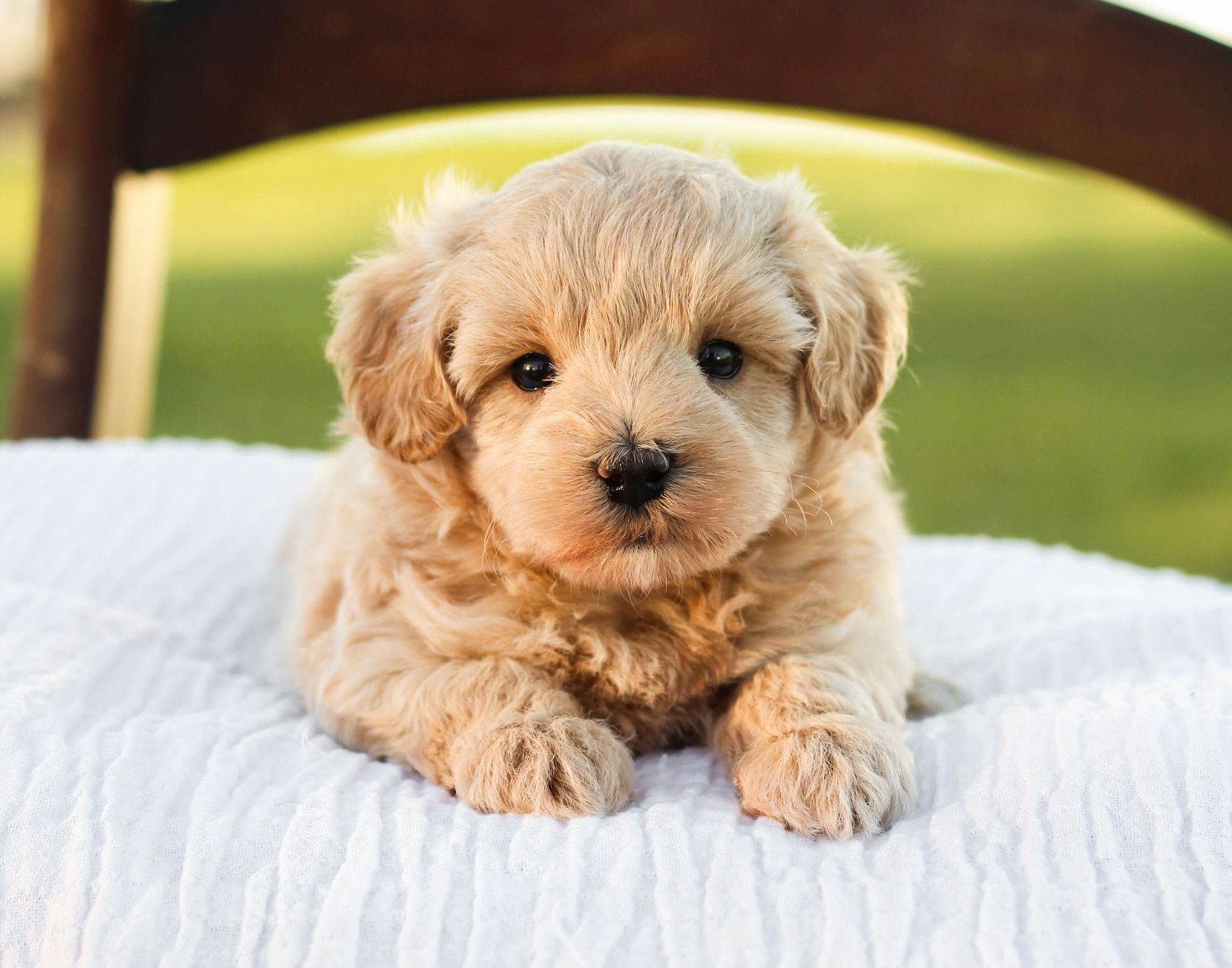 Why a Maltipoo I Maltipoo puppies I Small breeder of Maltipoo