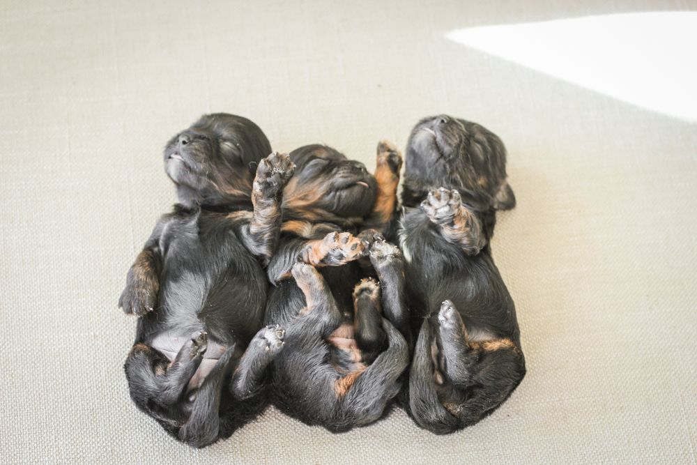 Shihpoo Puppy Album I Shihpoo puppies I Teddybear Puppies