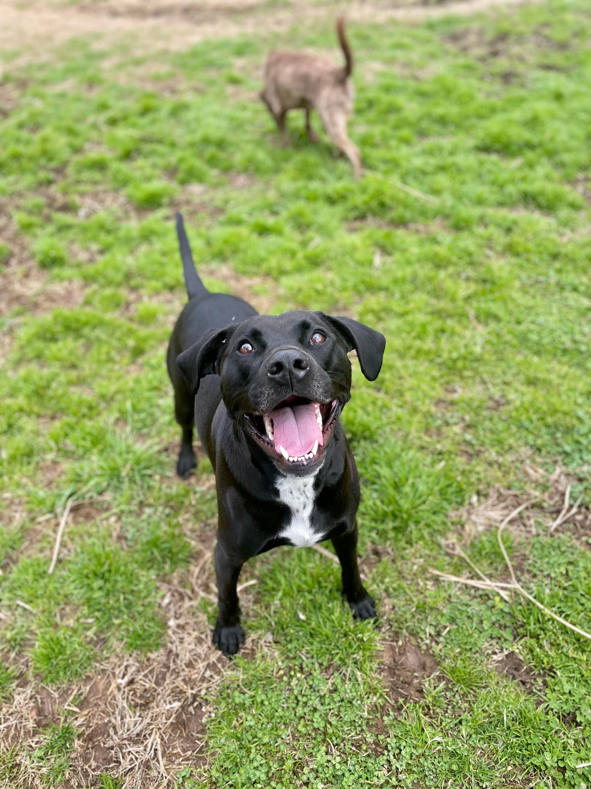 Pet Portfolio | Harrisburg, NC | Wyolina Kennels