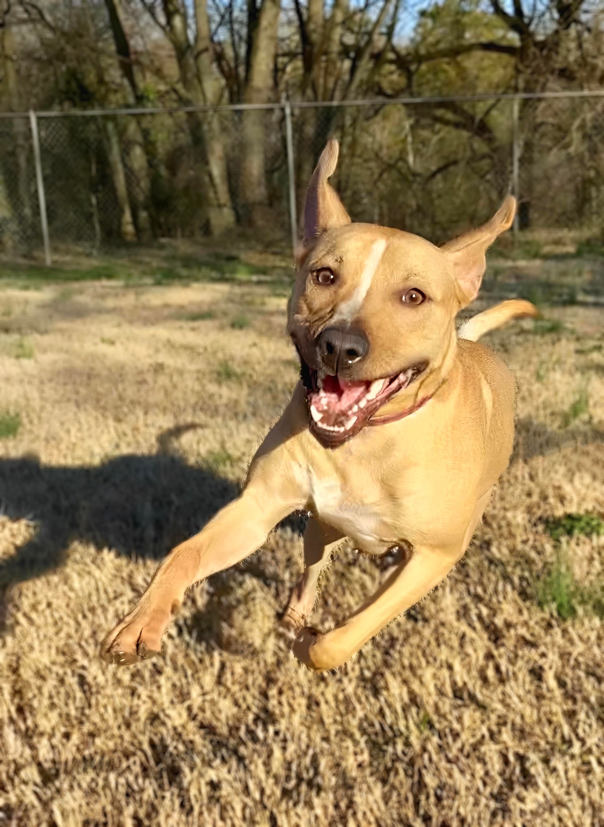 Pet Portfolio | Harrisburg, NC | Wyolina Kennels