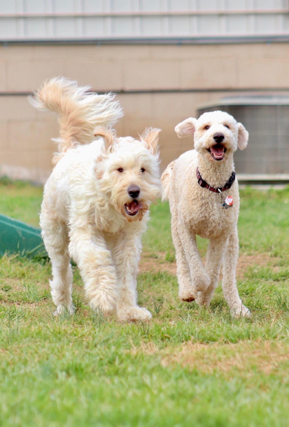 Pet Portfolio | Harrisburg, NC | Wyolina Kennels