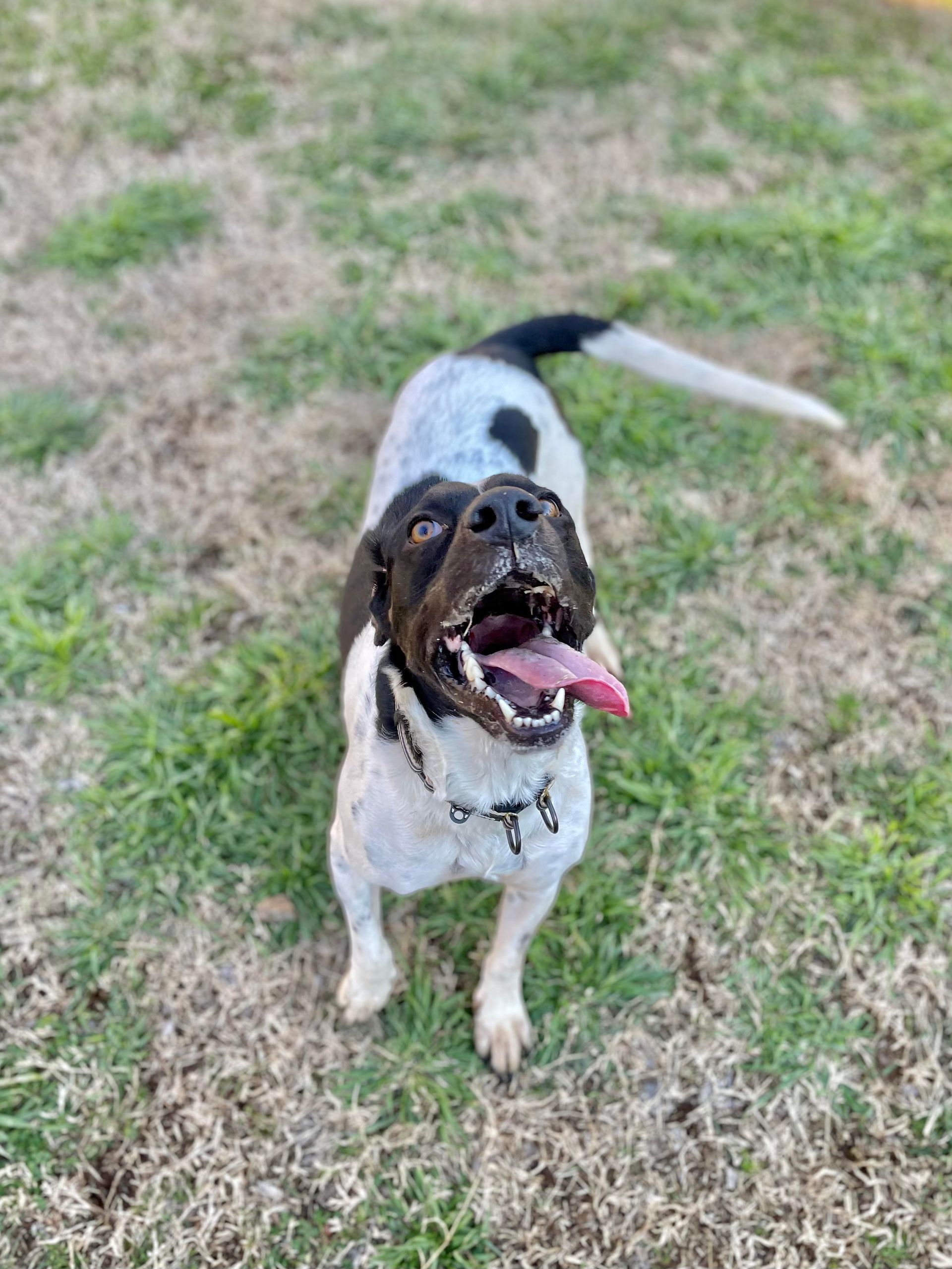 Pet Portfolio | Harrisburg, NC | Wyolina Kennels