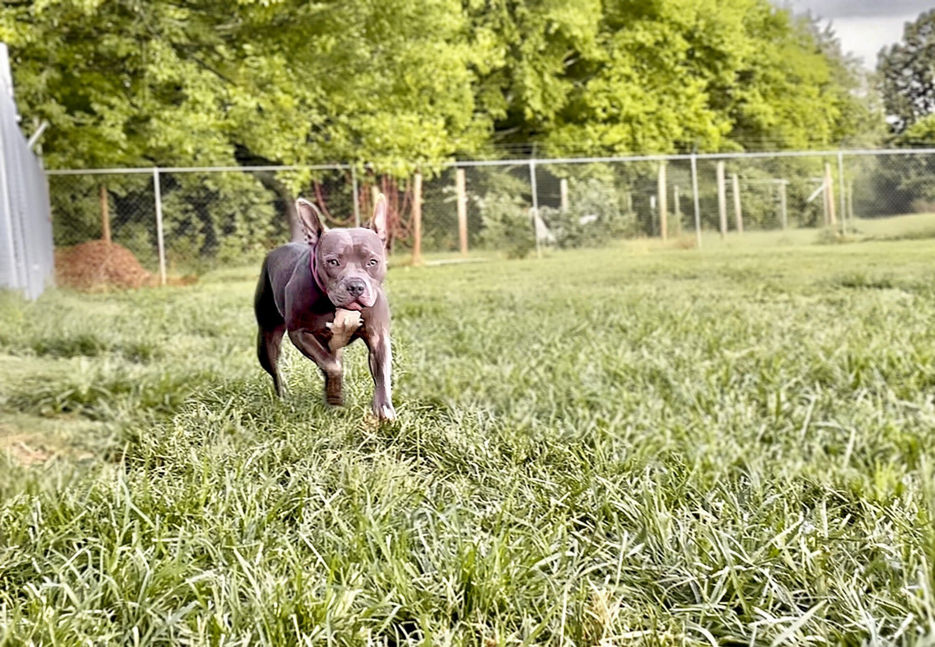 Pet Portfolio | Harrisburg, NC | Wyolina Kennels