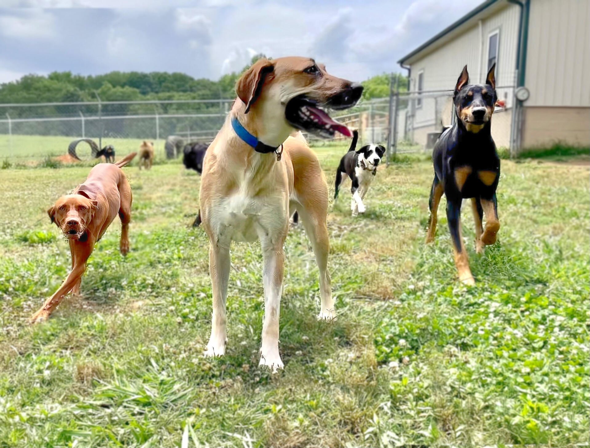 Pet Portfolio | Harrisburg, NC | Wyolina Kennels