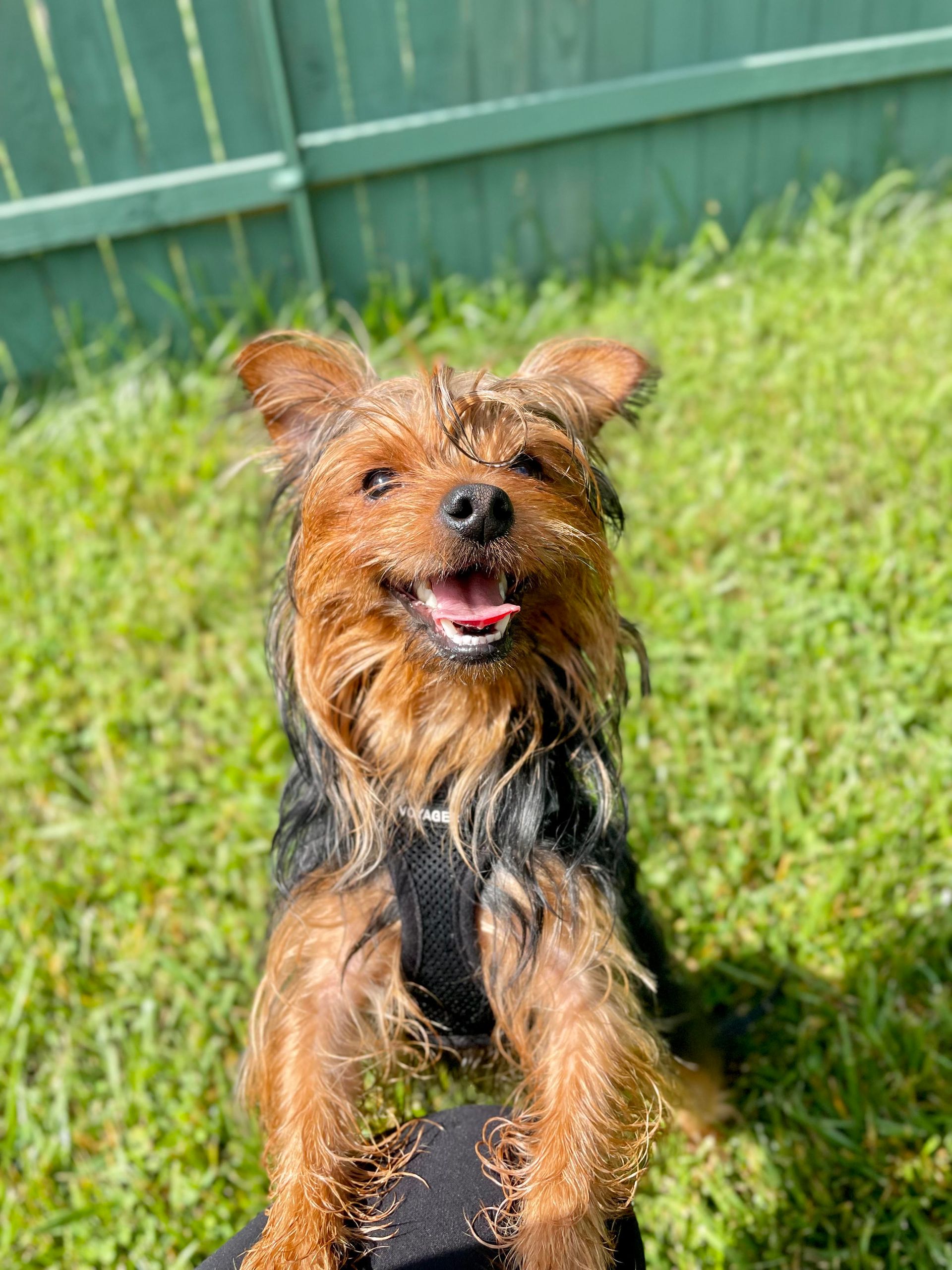Pet Portfolio | Harrisburg, NC | Wyolina Kennels