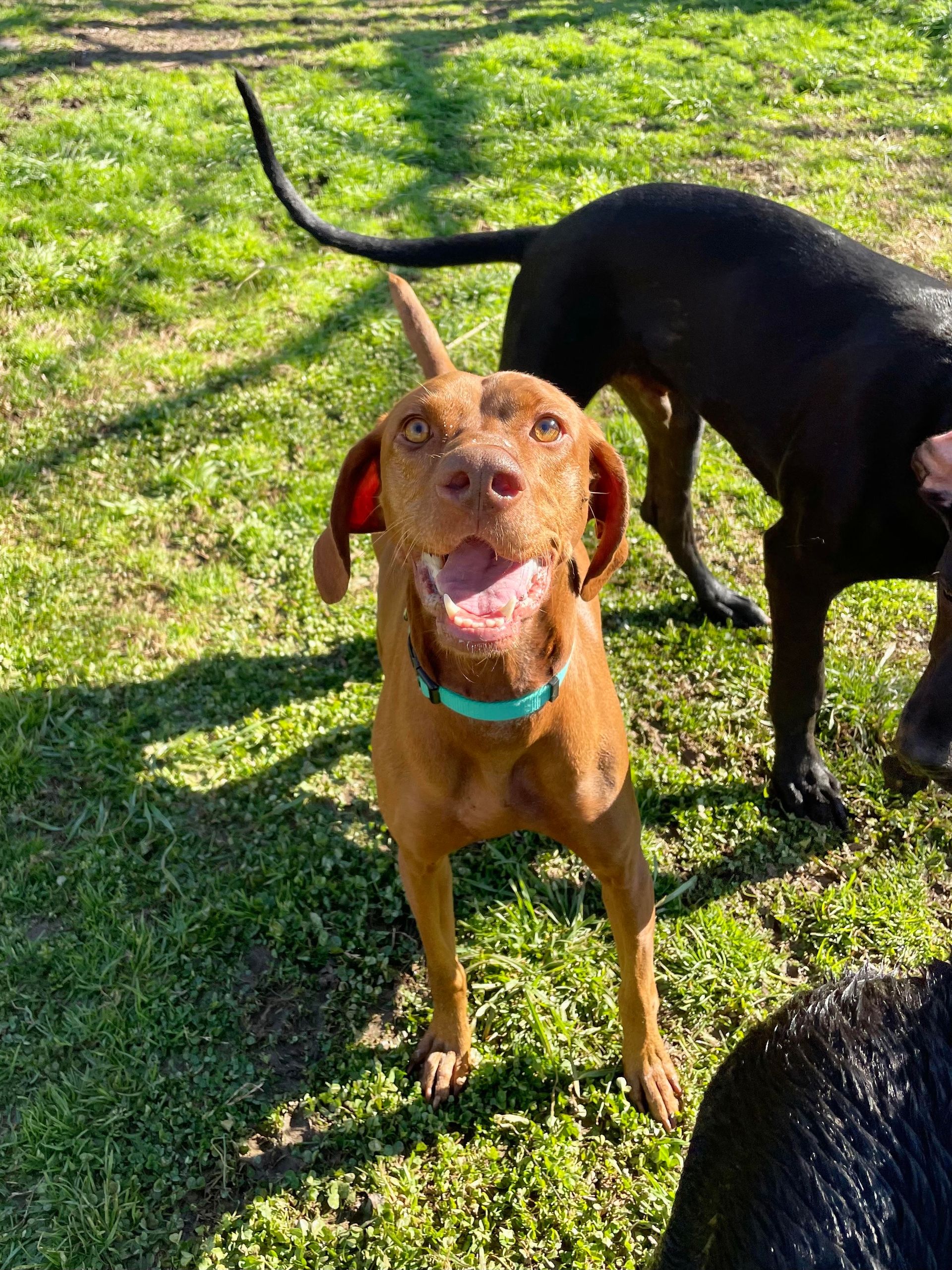 Pet Portfolio | Harrisburg, NC | Wyolina Kennels