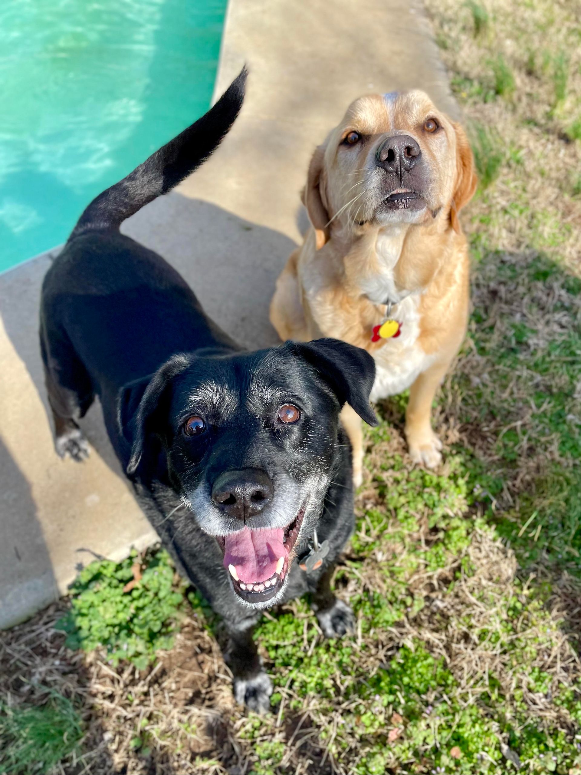 Pet Portfolio | Harrisburg, NC | Wyolina Kennels