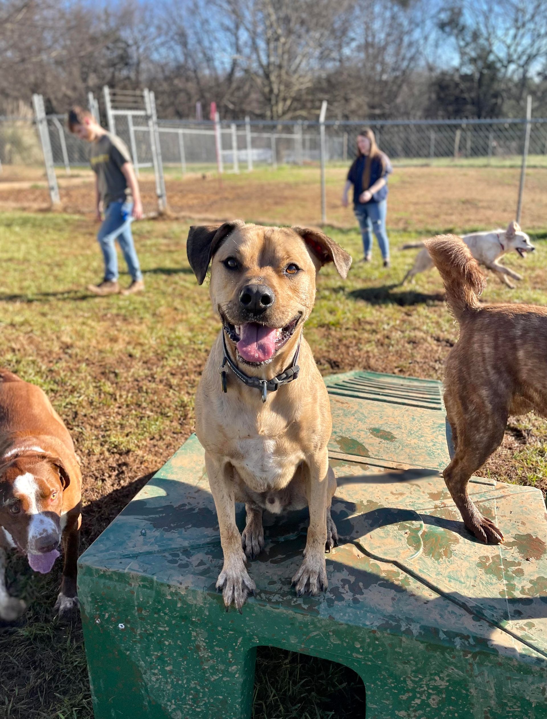 Pet Portfolio | Harrisburg, NC | Wyolina Kennels