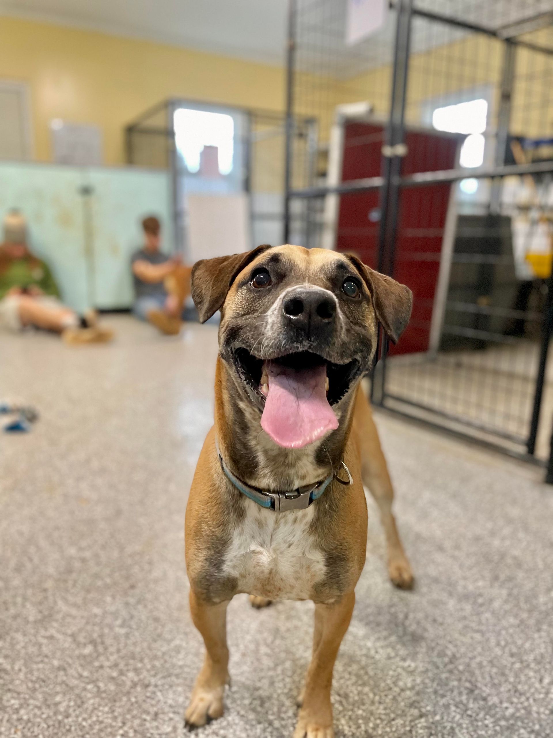 Pet Portfolio | Harrisburg, NC | Wyolina Kennels