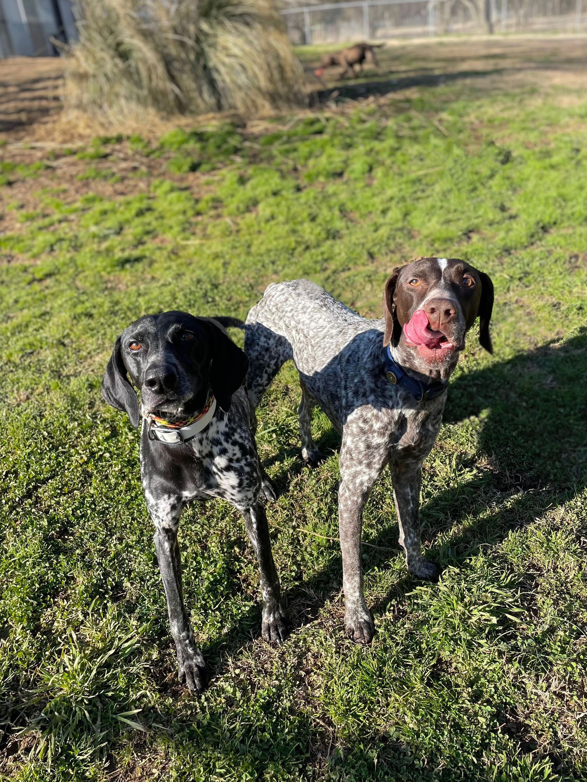 Pet Portfolio | Harrisburg, NC | Wyolina Kennels