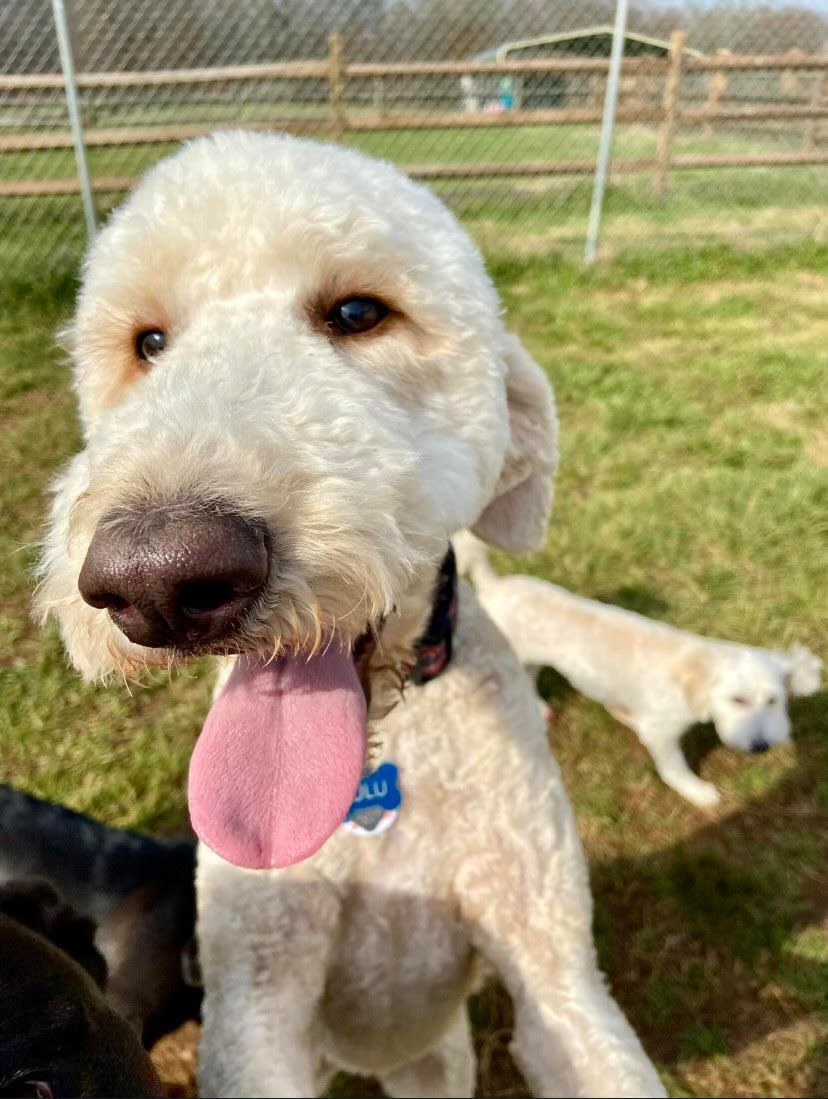 Pet Portfolio | Harrisburg, NC | Wyolina Kennels