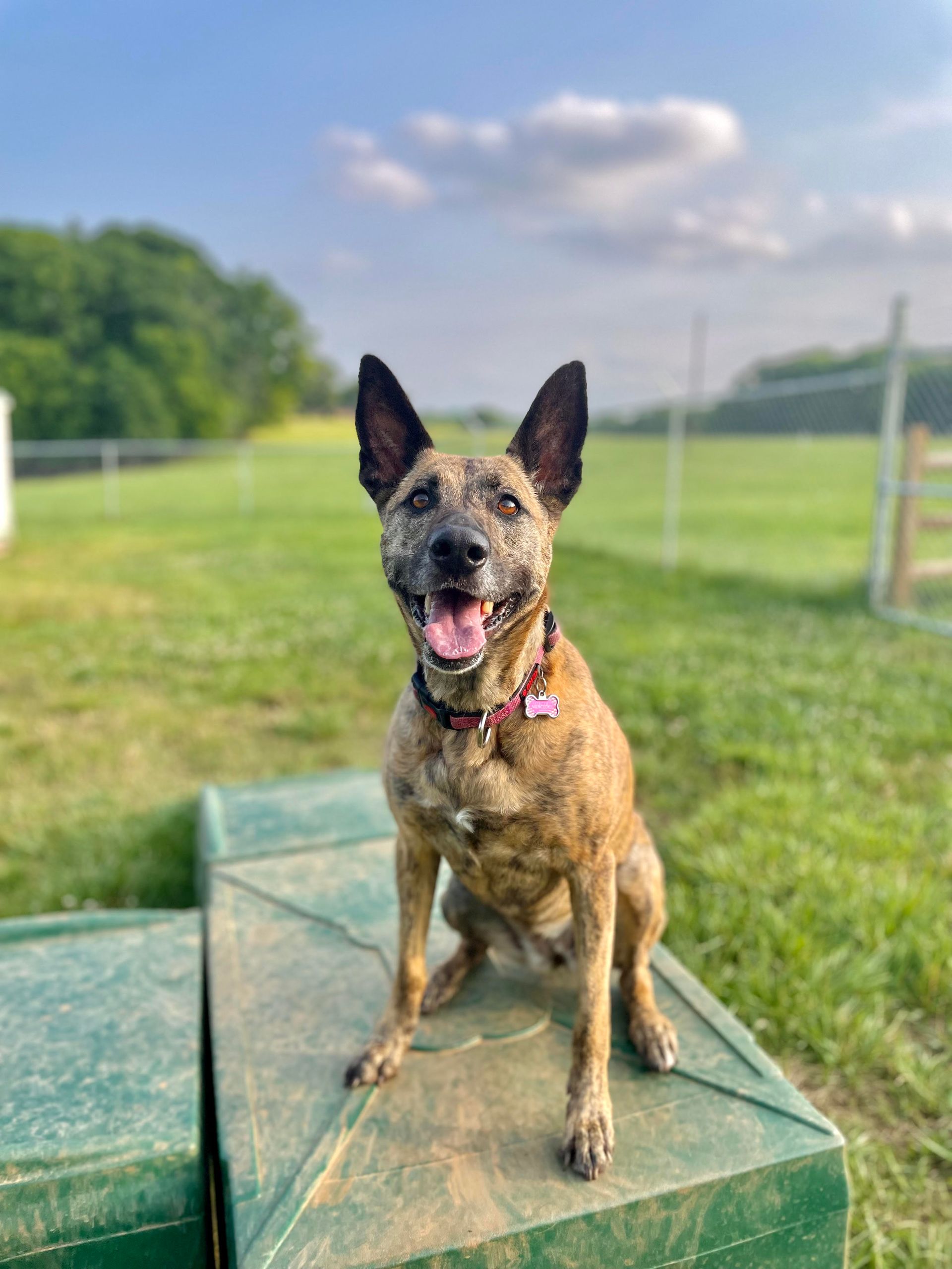 Pet Portfolio | Harrisburg, NC | Wyolina Kennels