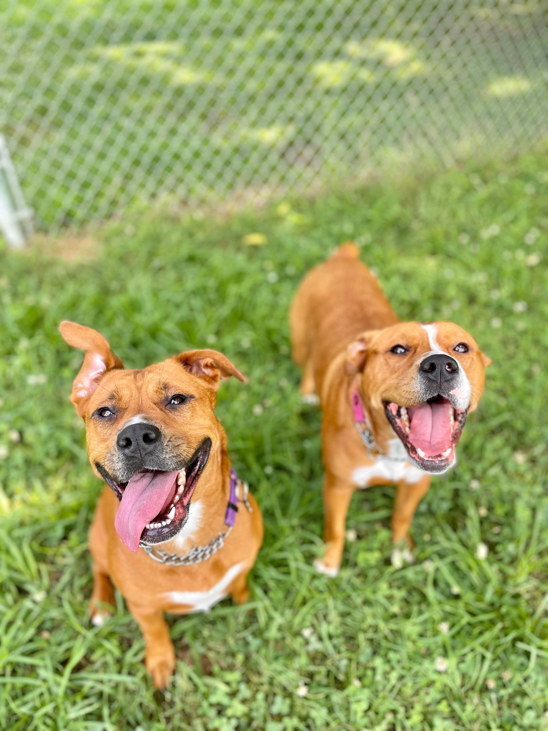 Pet Portfolio | Harrisburg, NC | Wyolina Kennels