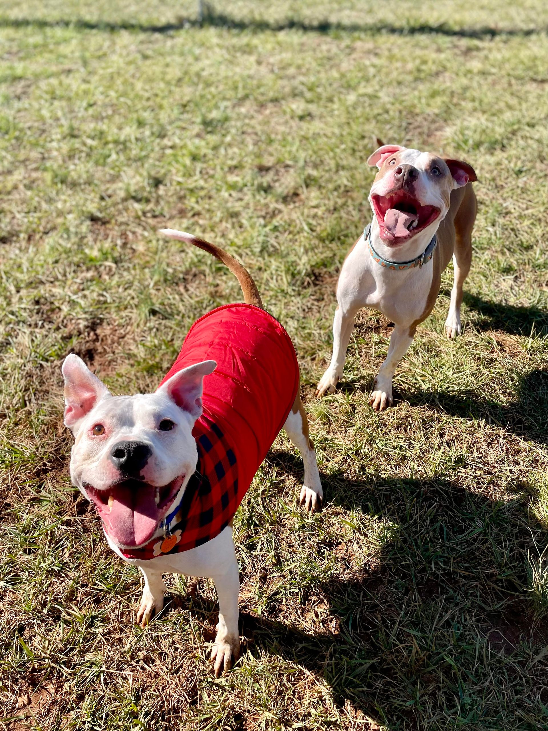 Pet Portfolio | Harrisburg, NC | Wyolina Kennels