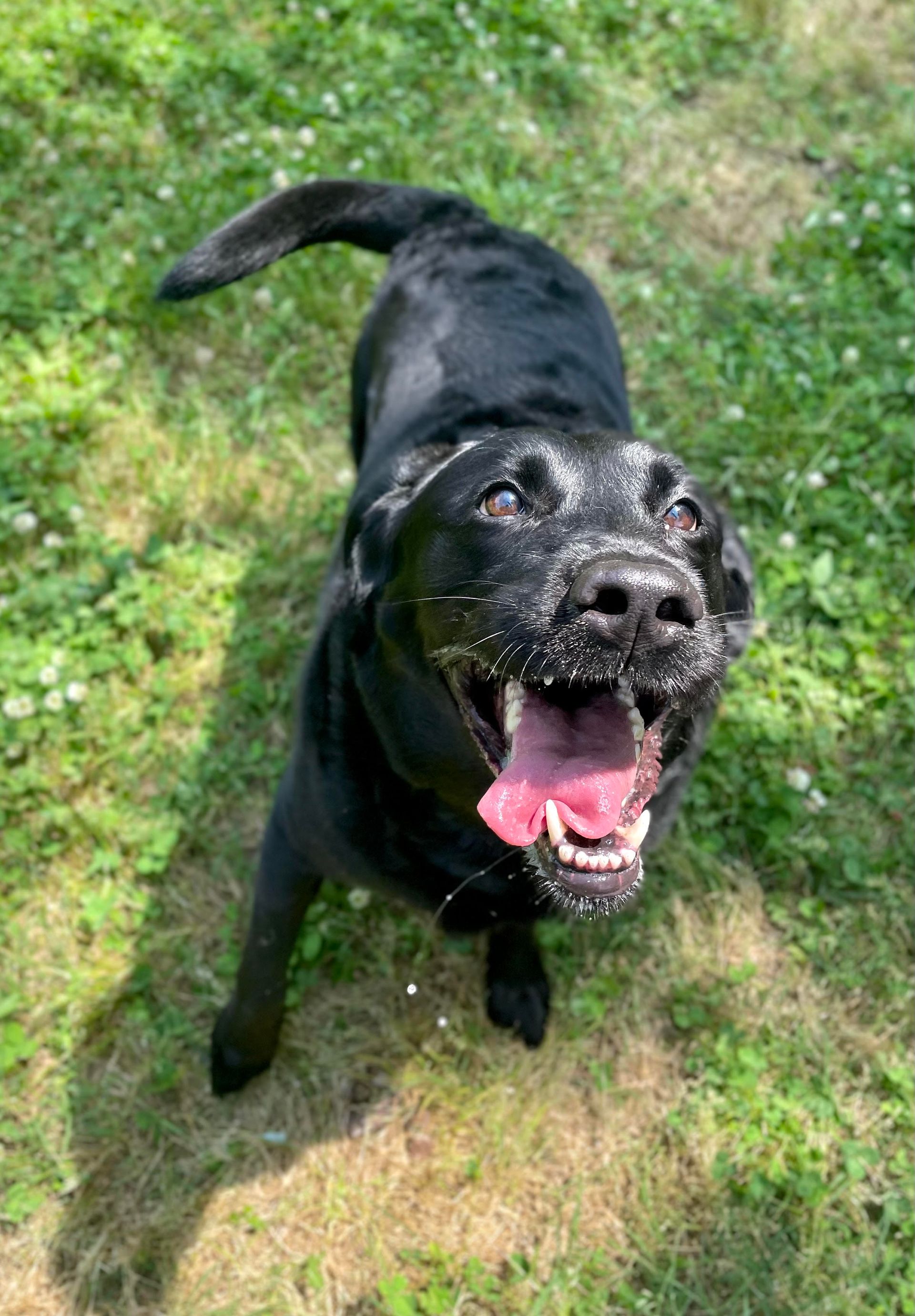 Pet Portfolio | Harrisburg, NC | Wyolina Kennels