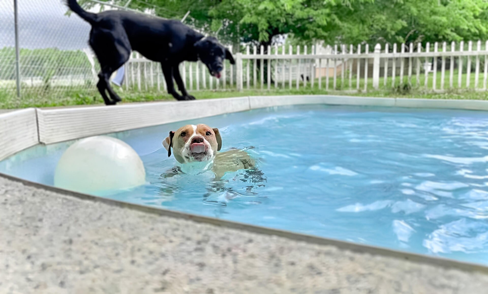 Pet Portfolio | Harrisburg, NC | Wyolina Kennels