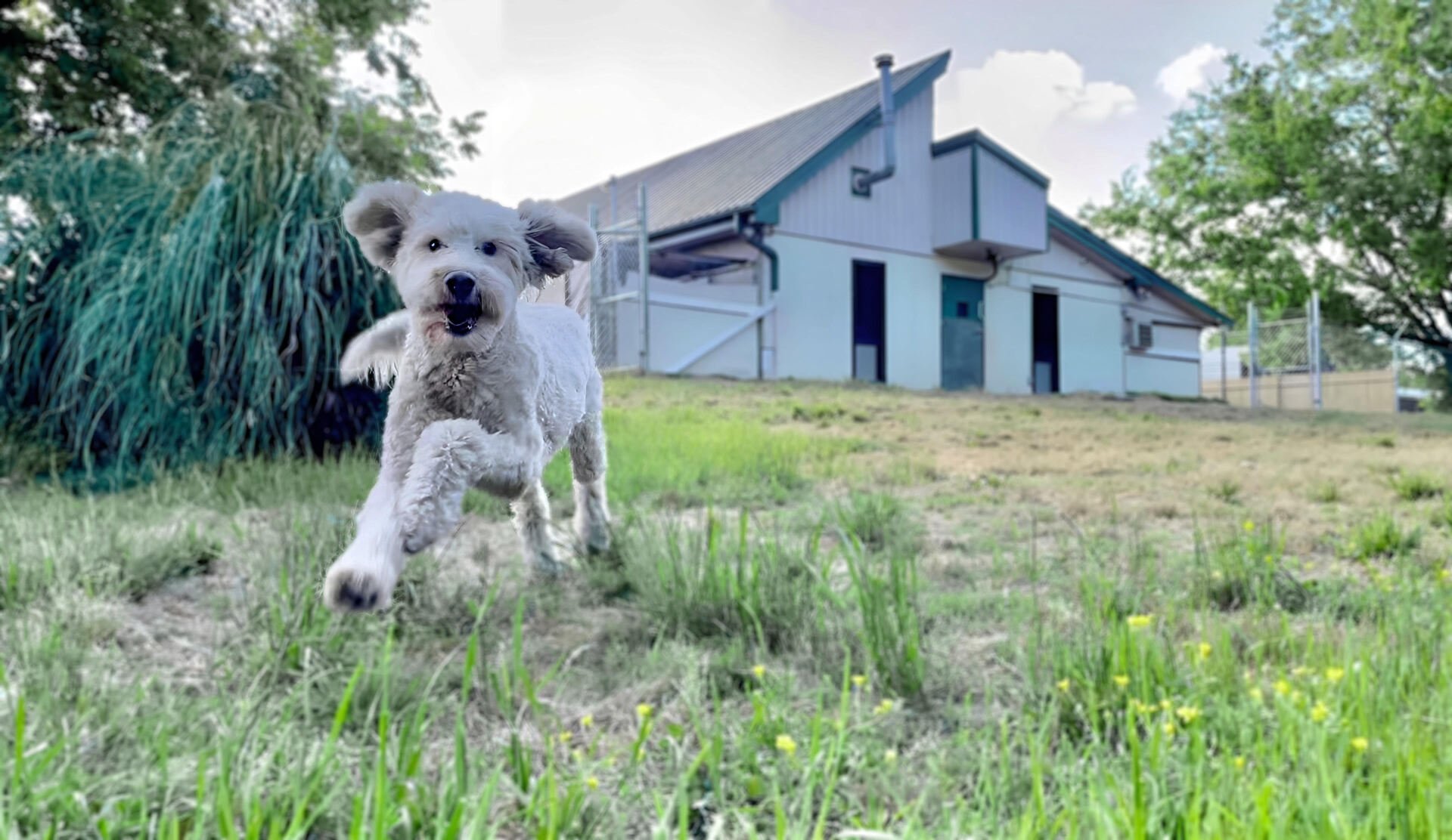 Pet Portfolio | Harrisburg, NC | Wyolina Kennels