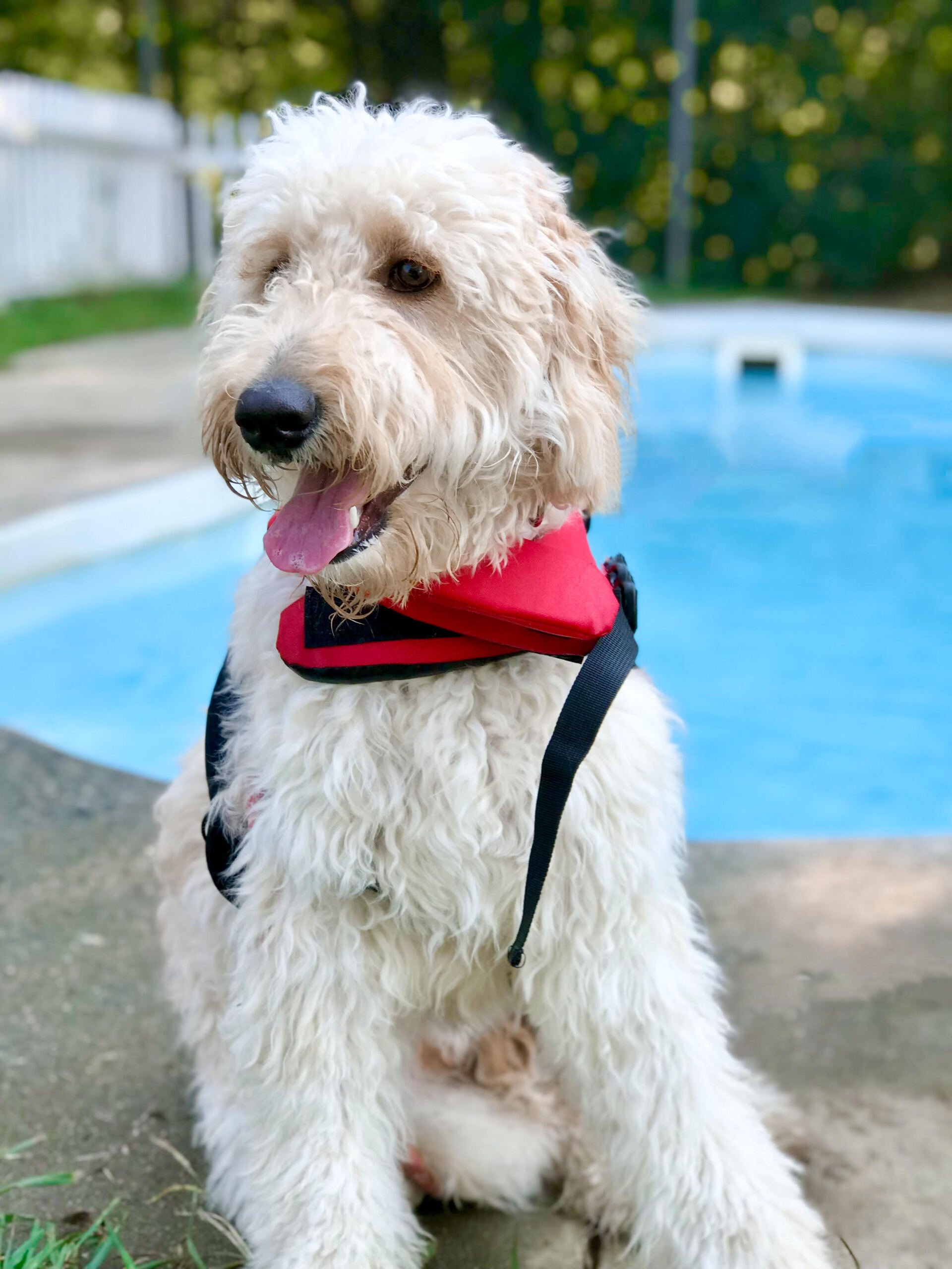 Pet Portfolio | Harrisburg, NC | Wyolina Kennels