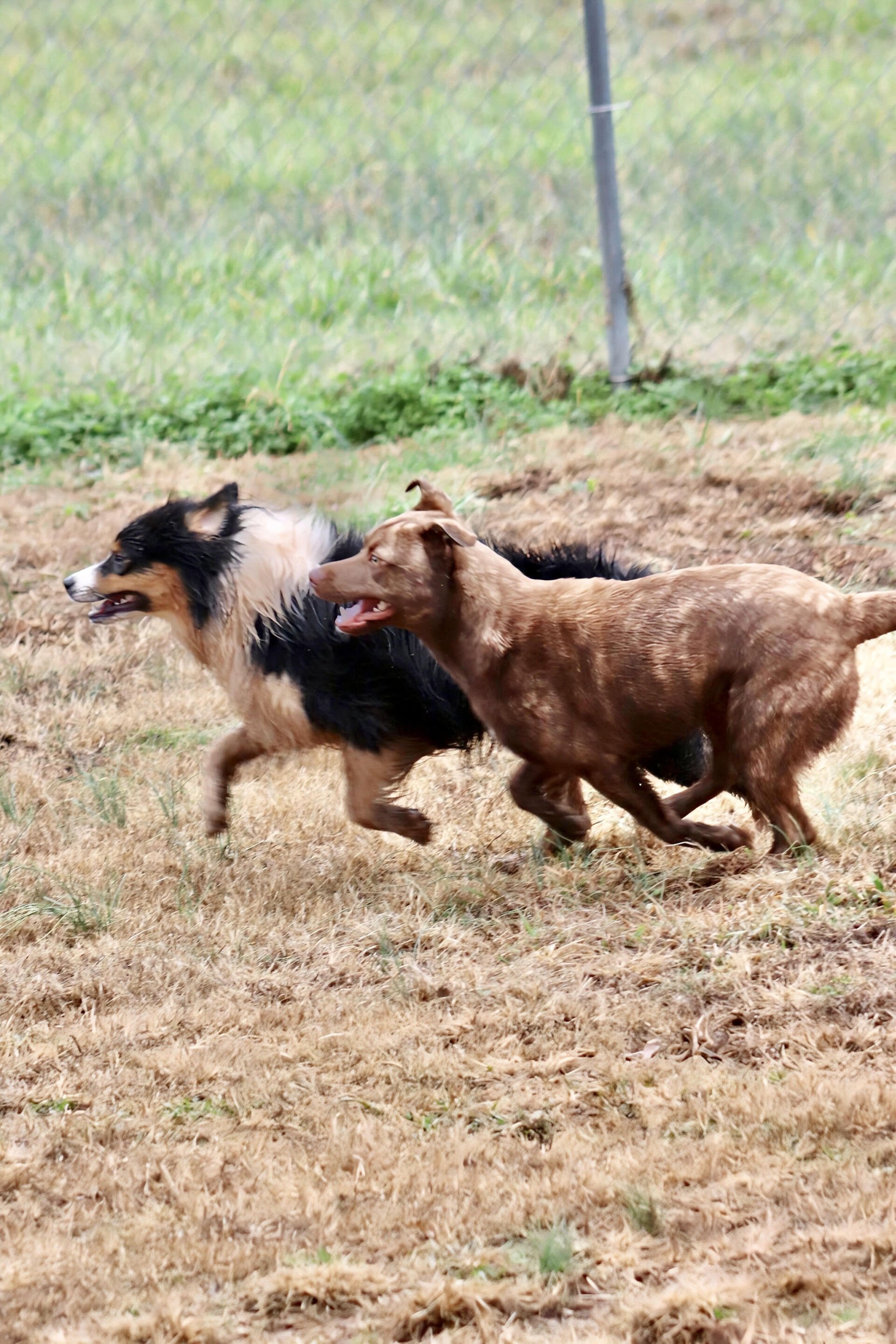 Pet Portfolio | Harrisburg, NC | Wyolina Kennels