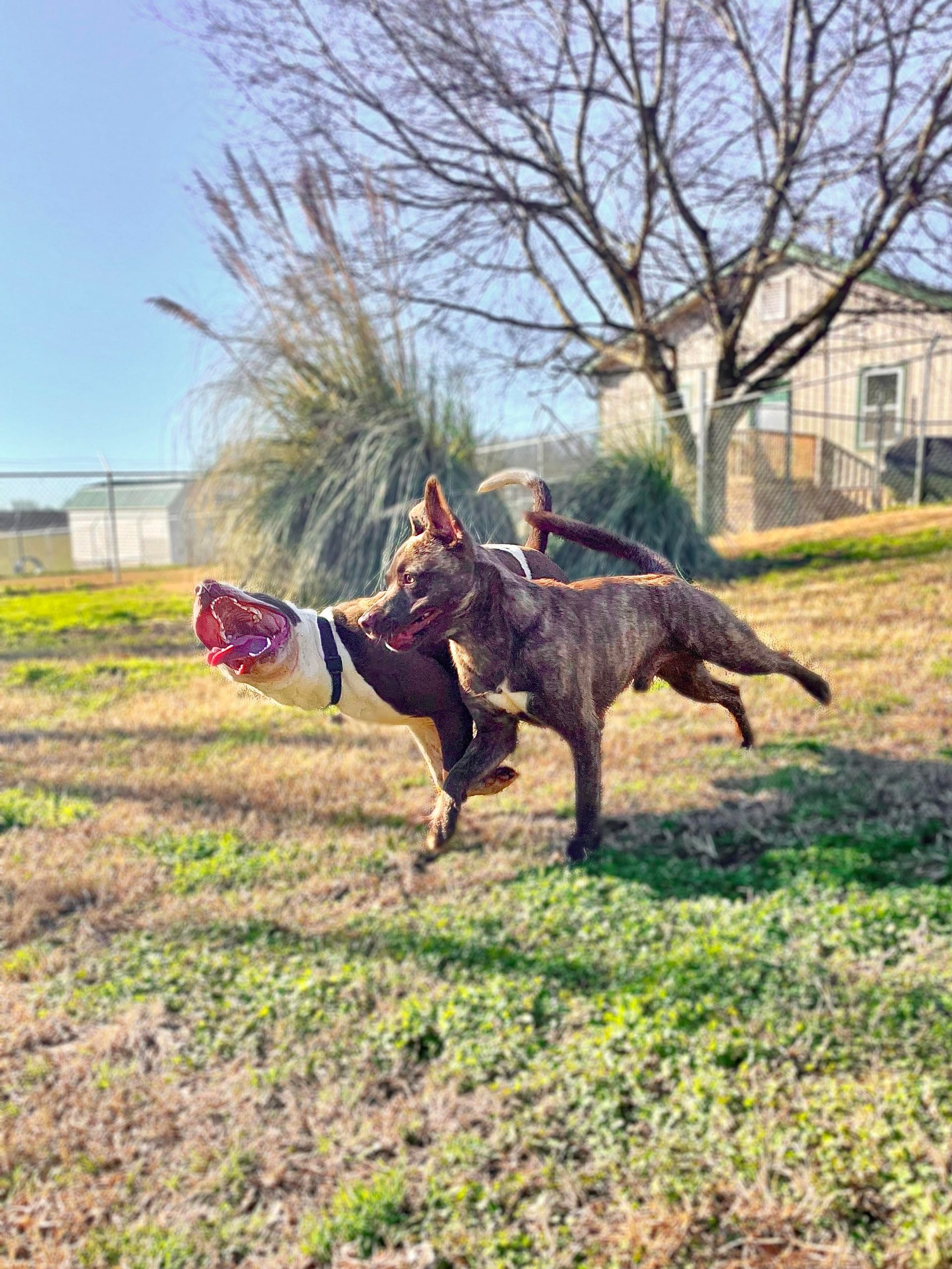 Pet Portfolio | Harrisburg, NC | Wyolina Kennels