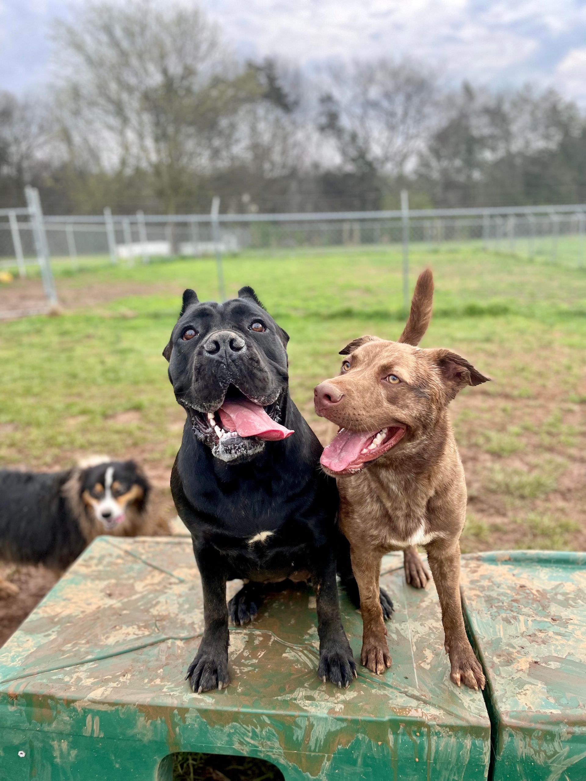 Pet Portfolio | Harrisburg, NC | Wyolina Kennels
