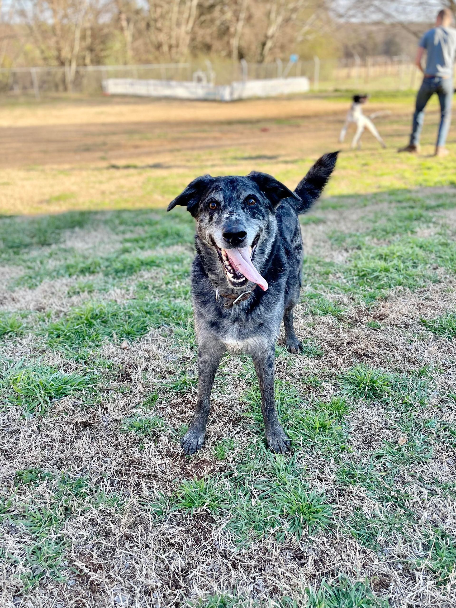 Pet Portfolio | Harrisburg, NC | Wyolina Kennels
