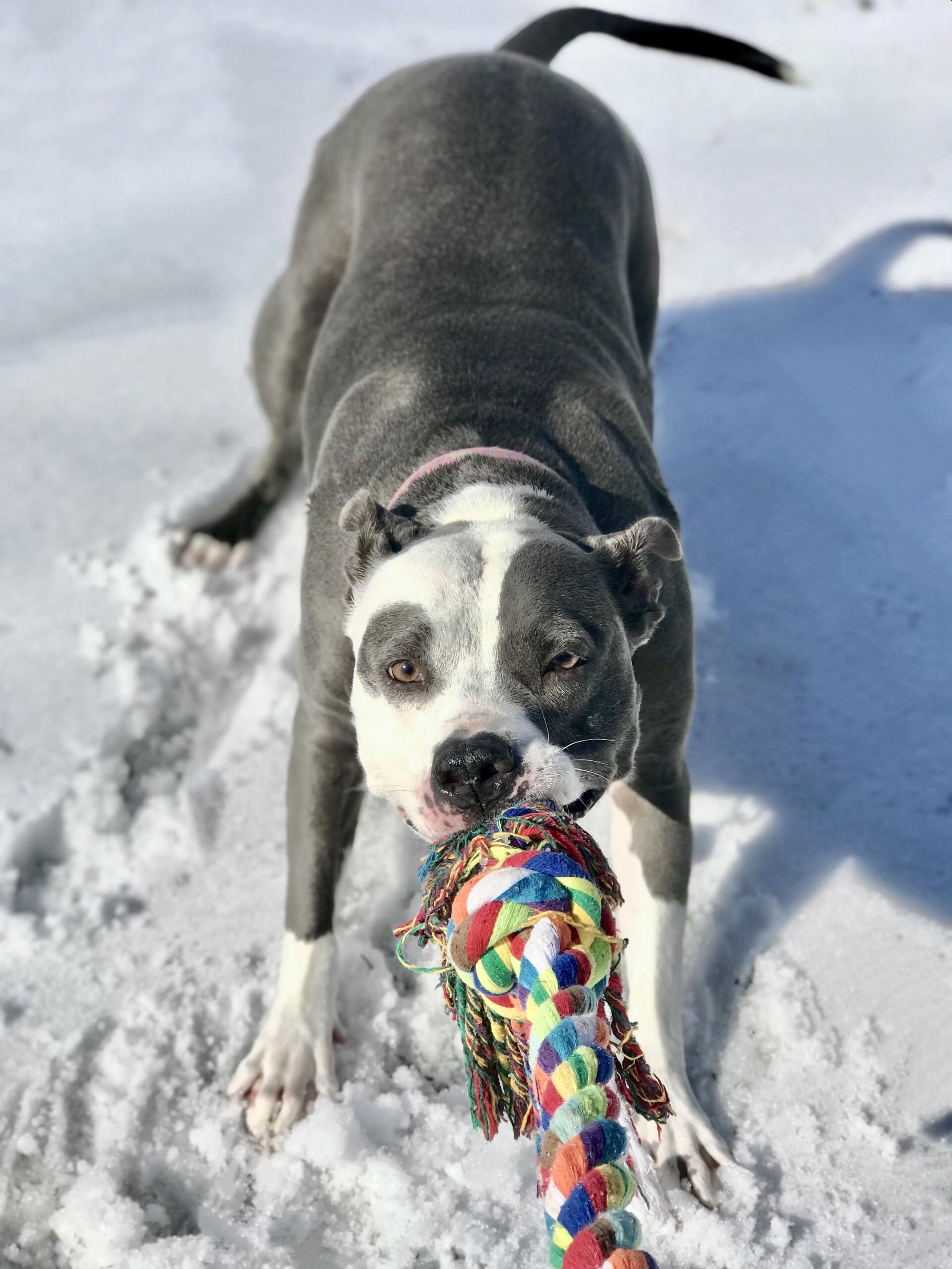 Pet Portfolio | Harrisburg, NC | Wyolina Kennels