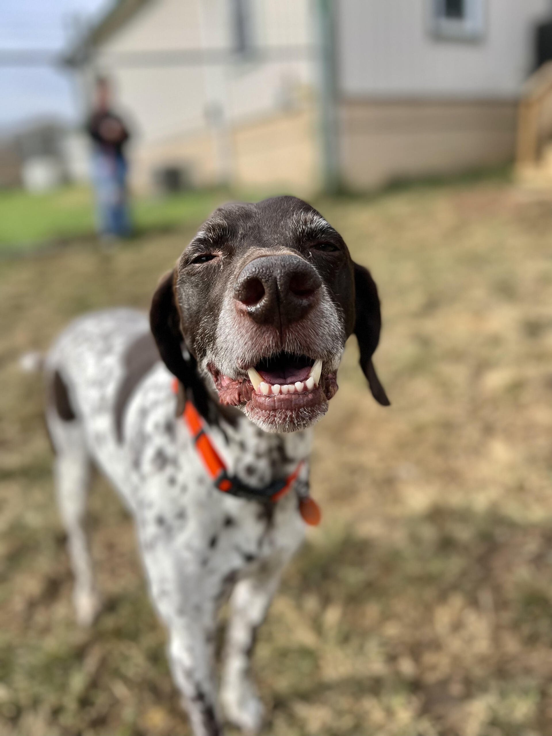 Pet Portfolio | Harrisburg, NC | Wyolina Kennels