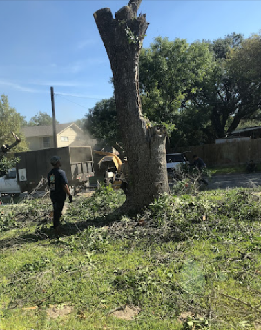 Tree Removal, Tree Trimming & Tree Services in San Antonio & the ...