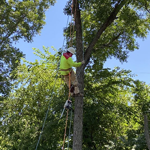 Tree Removal, Tree Trimming & Tree Services in San Antonio & the ...