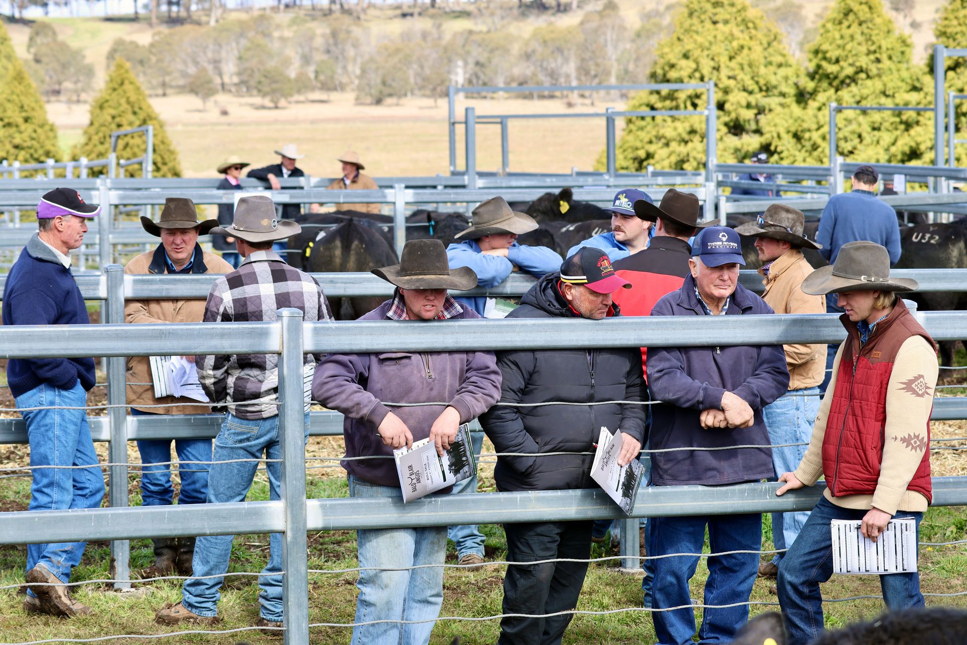 Bald Blair Angus , Quality Bulls