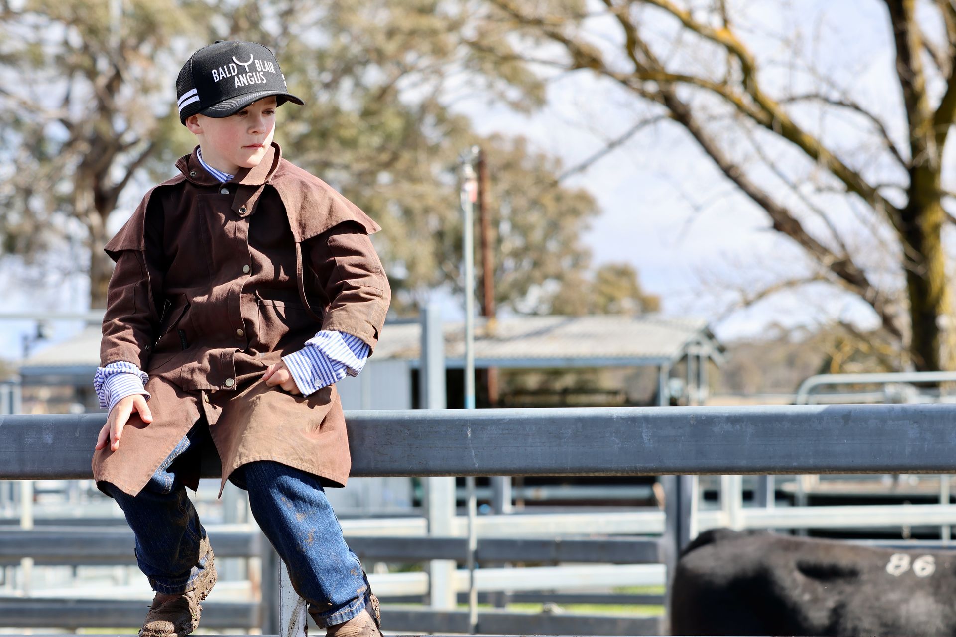 Bull Sale | Bald Blair Angus