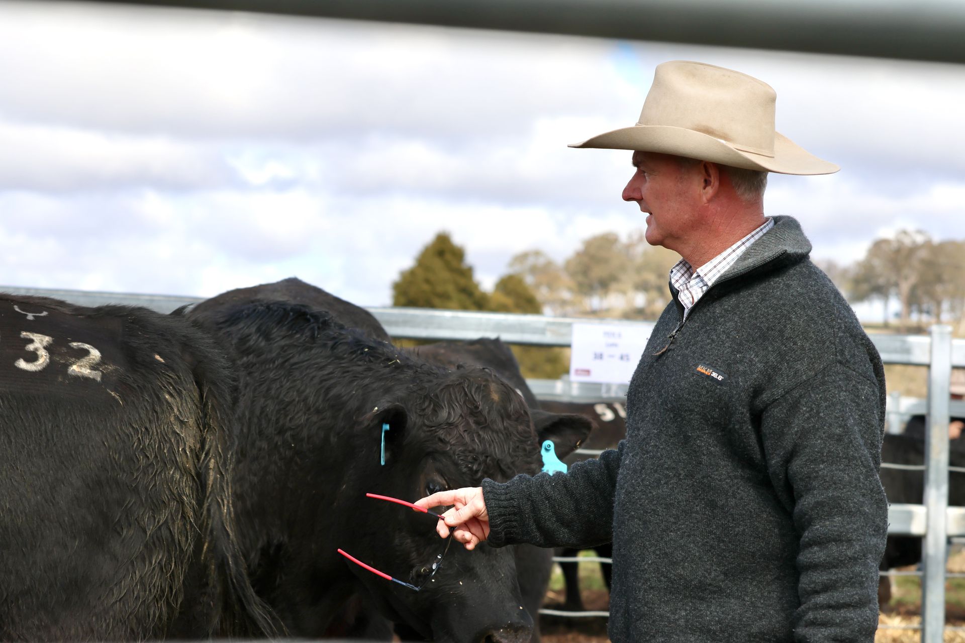Bald Blair Angus Stud, Angus bulls for Sale NSW