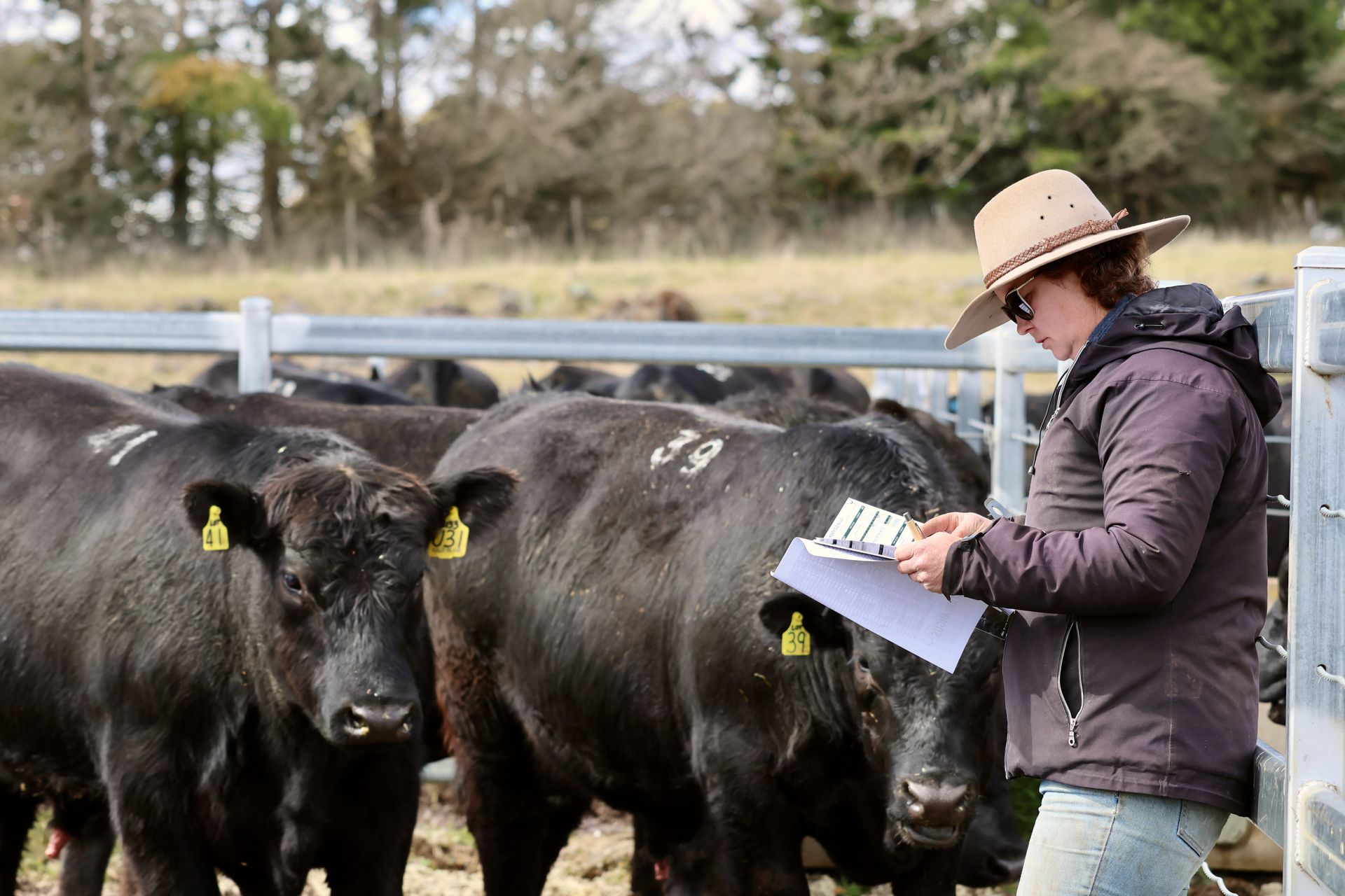 Bald Blair Angus Stud, Angus bulls for Sale NSW