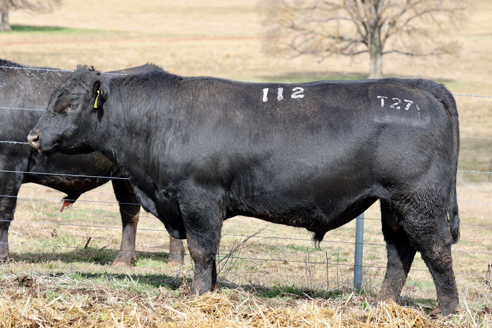 Bald Blair Angus Stud, Angus bulls for Sale NSW