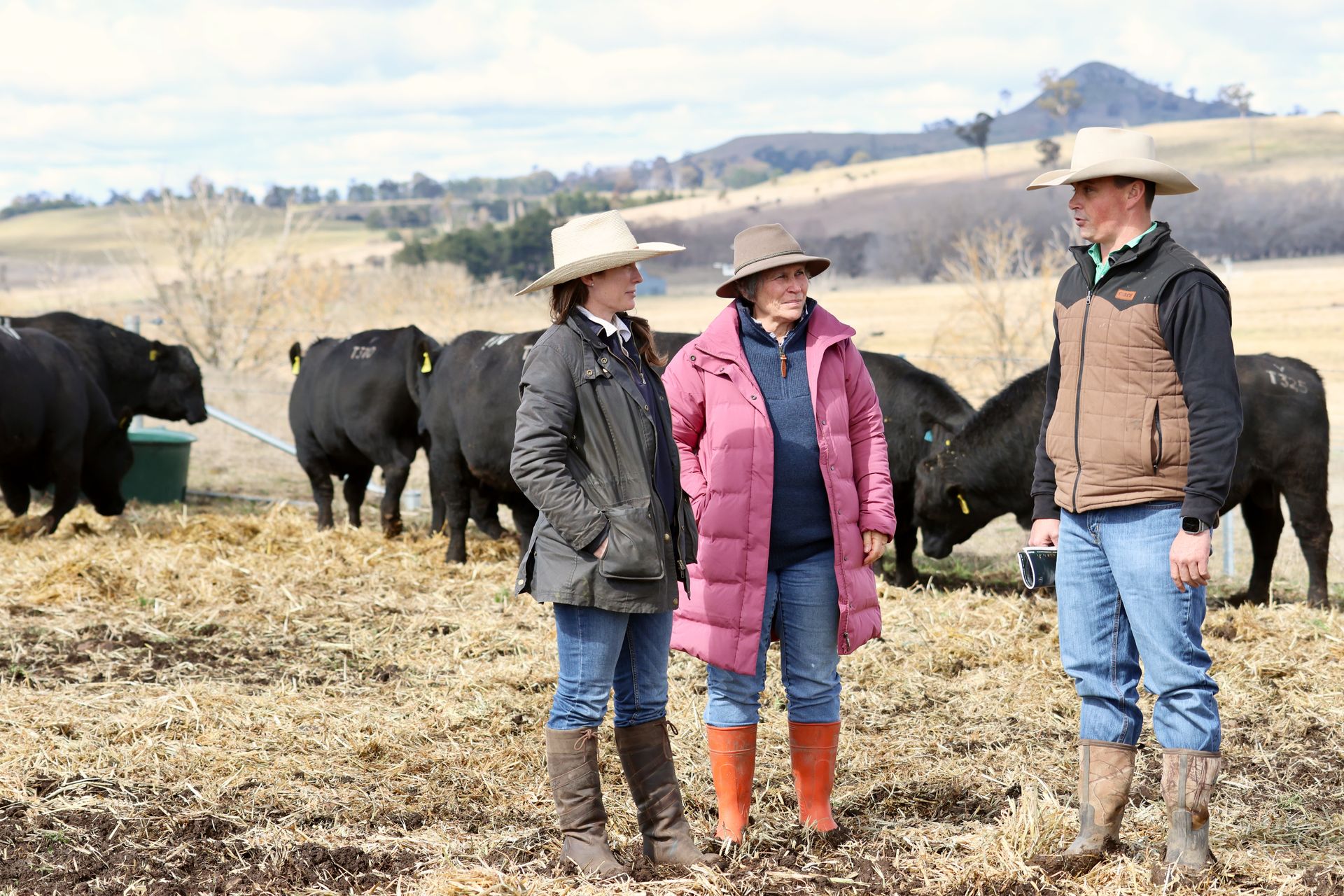 Bald Blair Angus Stud, Angus bulls for Sale NSW