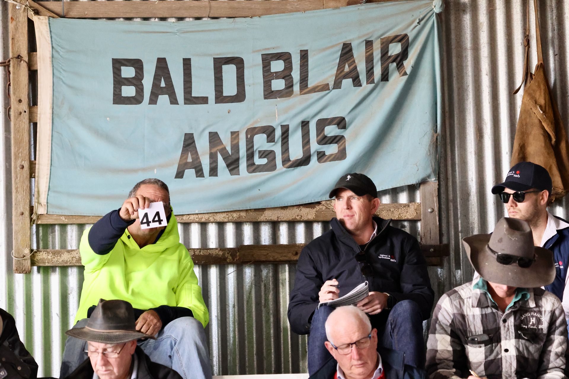 Bald Blair Angus Stud, Angus bulls for Sale NSW