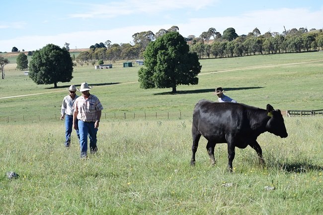 Bald Blair Angus photo gallery of quality angus cattle