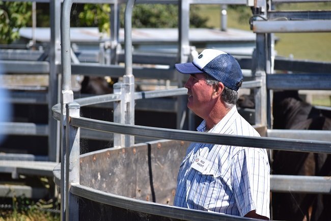 Bald Blair Angus photo gallery of quality angus cattle