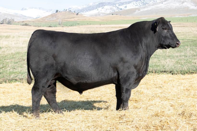 Sires | Bald Blair Angus