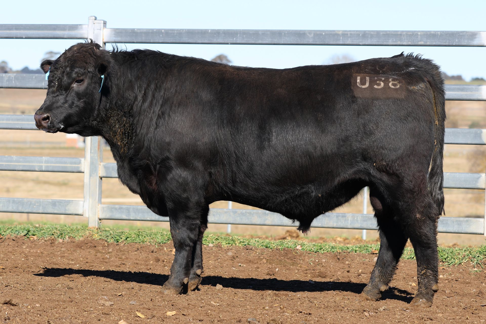 Bull Sale | Bald Blair Angus