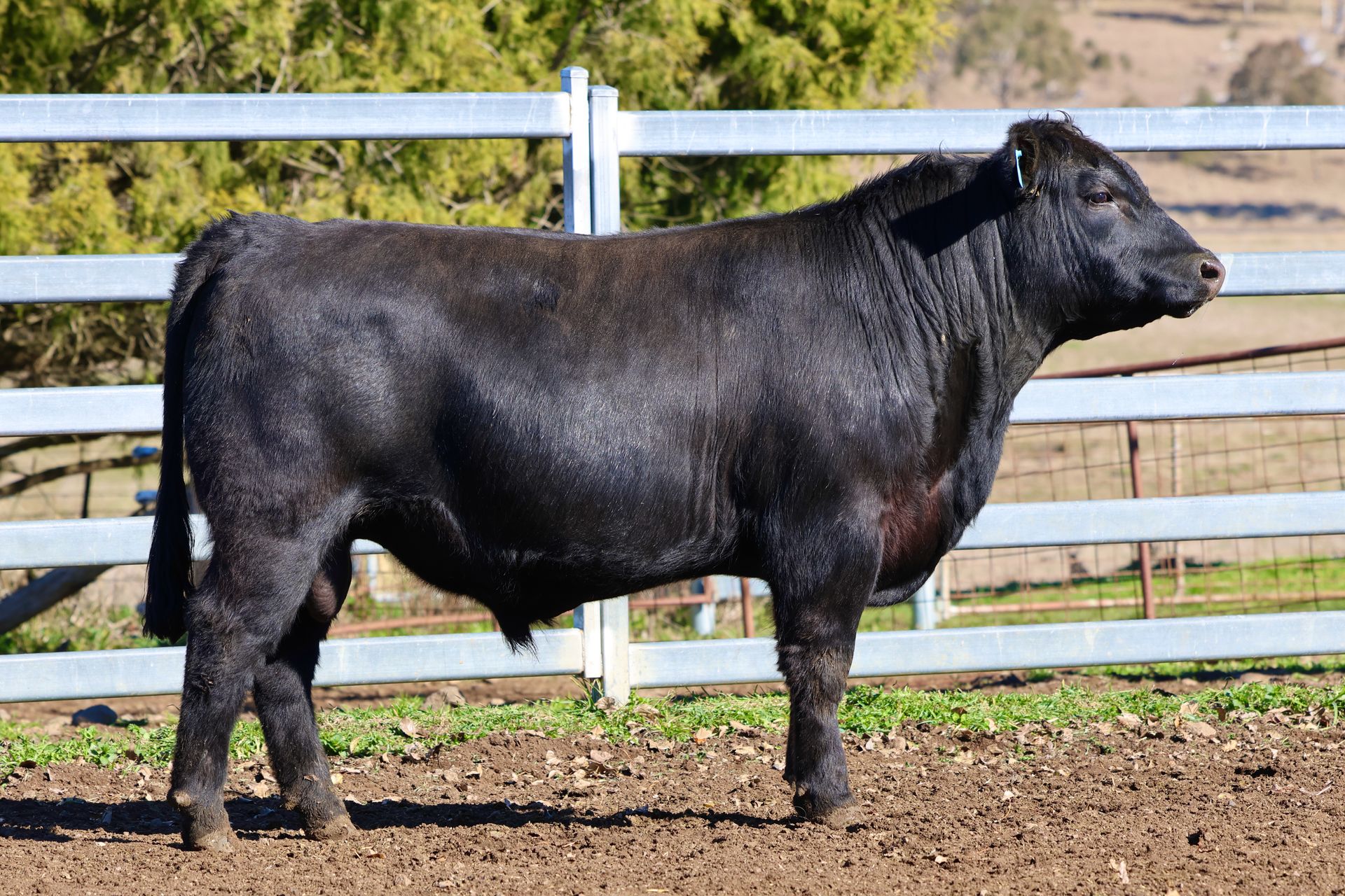 Bull Sale | Bald Blair Angus
