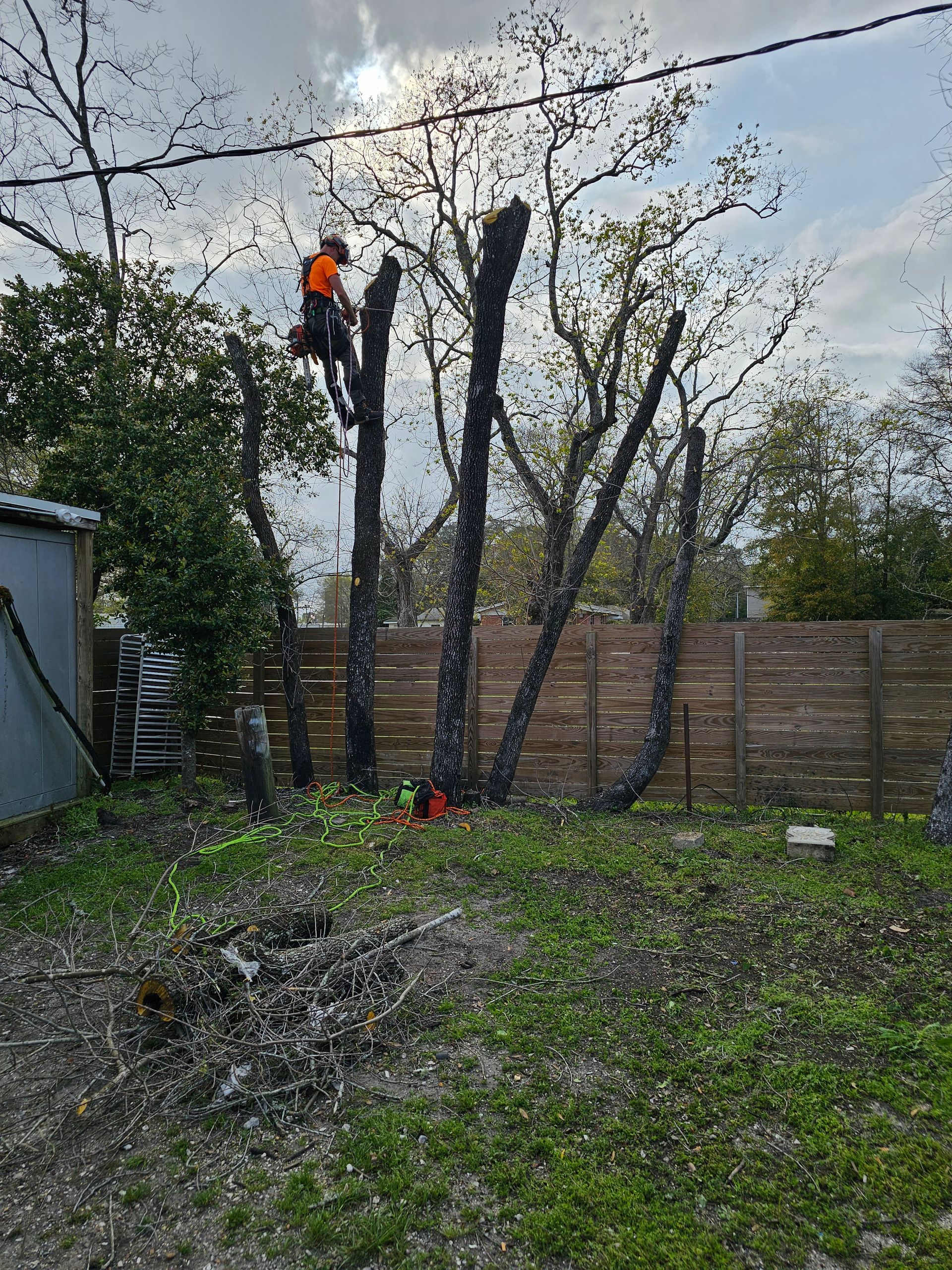 View Our Gallery - Niceville, FL - Complete Tree Service